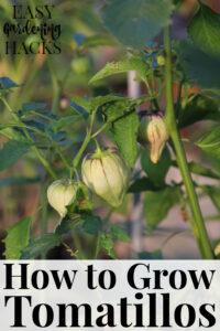 How to Grow Tomatillos - Easy Gardening Hacks™