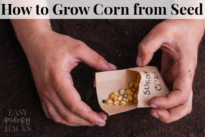 How to Grow Corn From Seed - Easy Gardening Hacks™