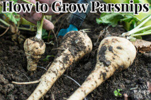 How to Grow Parsnips - Easy Gardening Hacks™