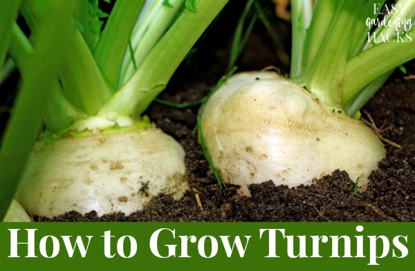 How to Grow Turnips - Easy Gardening Hacks™