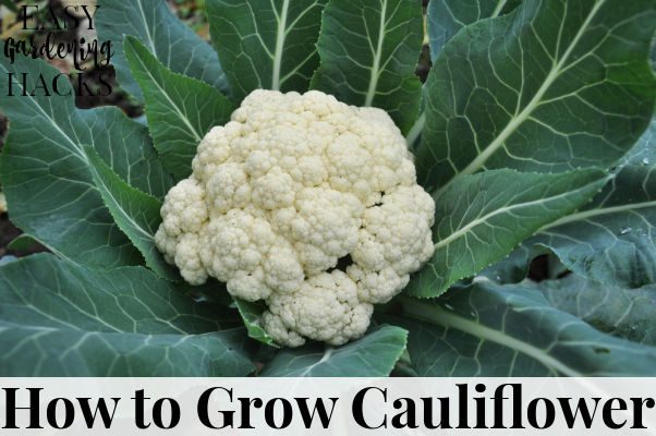 How to Grow Cauliflower - Easy Gardening Hacks™