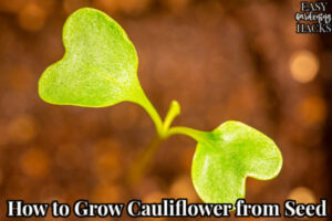 How to Grow Cauliflower from Seed - Easy Gardening Hacks™