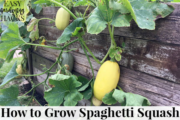 How to Grow Spaghetti Squash - Easy Gardening Hacks™