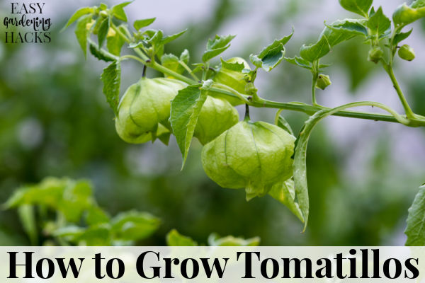 How to Grow Tomatillos - Easy Gardening Hacks™
