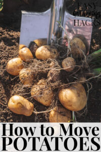 How to Transplant or Move Potato Plants - Easy Gardening Hacks™
