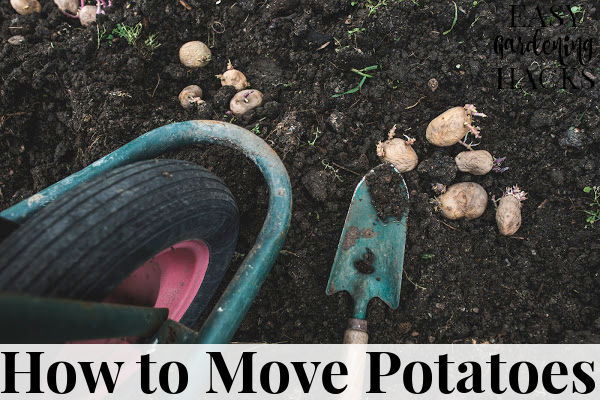 How to Transplant or Move Potato Plants - Easy Gardening Hacks™