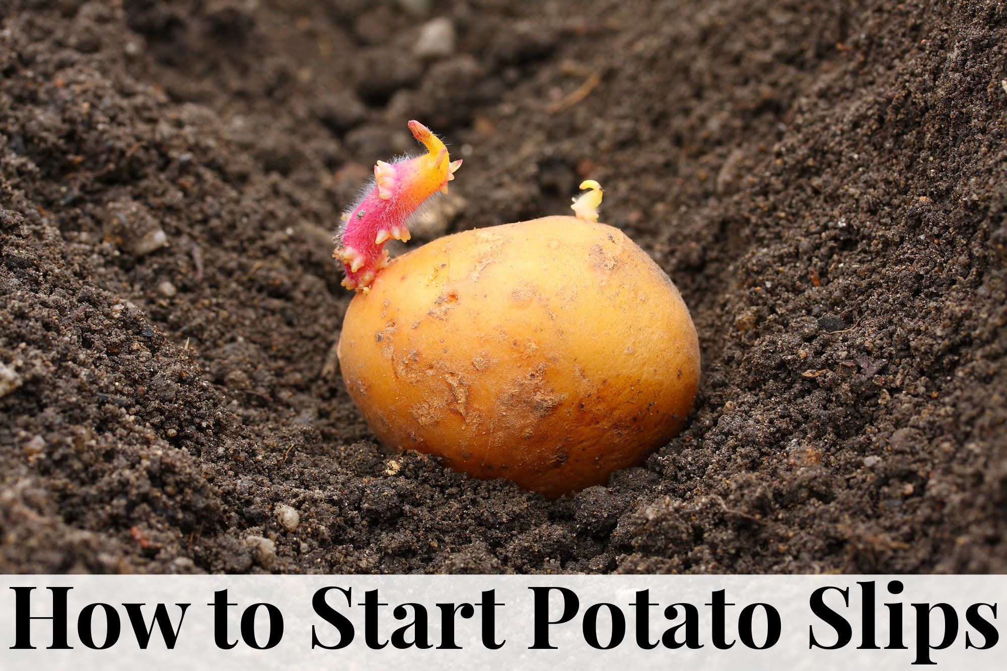 How to Start Potato Slips - Easy Gardening Hacks™