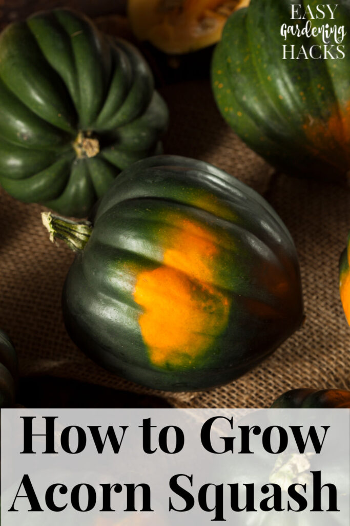 How to Grow Acorn Squash - Easy Gardening Hacks™