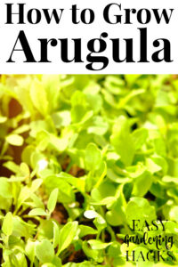 How to Grow Arugula - Easy Gardening Hacks™