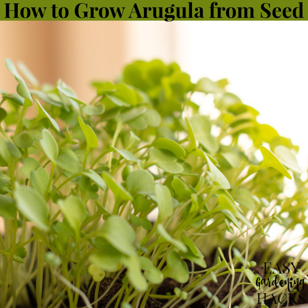 Starting Seeds Archives - Easy Gardening Hacks™ Starting Seeds Archives - Easy Gardening Hacks™