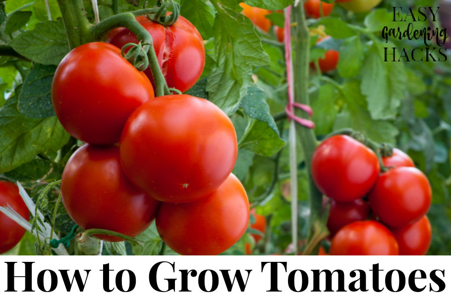 How to Grow Tomatoes - Easy Gardening Hacks™