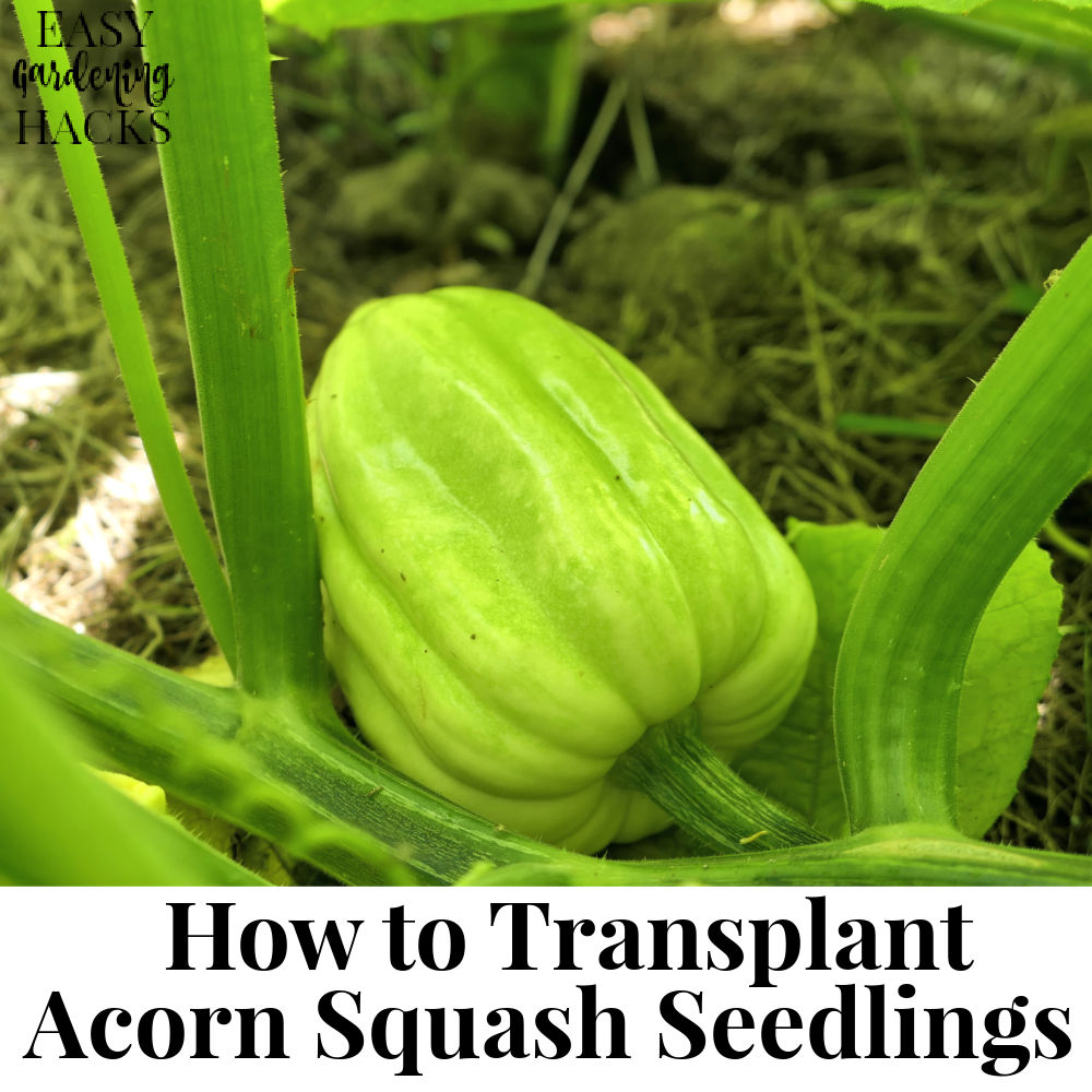 Vegetable Gardening Archives - Easy Gardening Hacks™ Vegetable Gardening Archives - Easy Gardening Hacks™